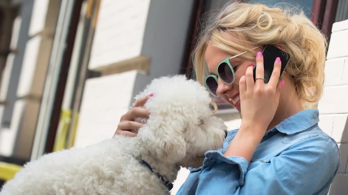 Dog Geniuses: The Best Lap Dogs Ever - Apple TV