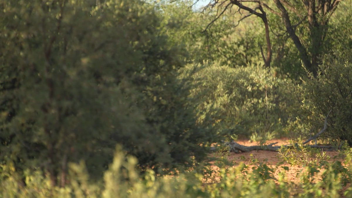 Texas Rangers 7 - Getaway to Africa (Season 1, Episode 10) - Apple TV