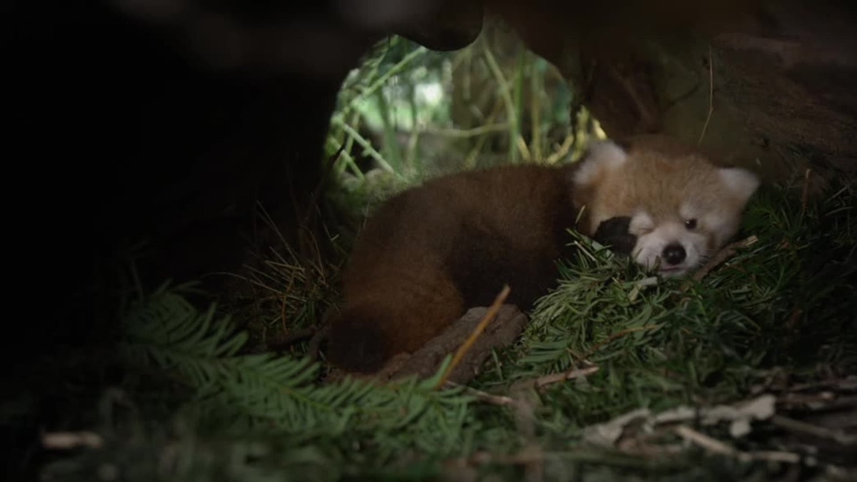 Red Panda - Apple TV