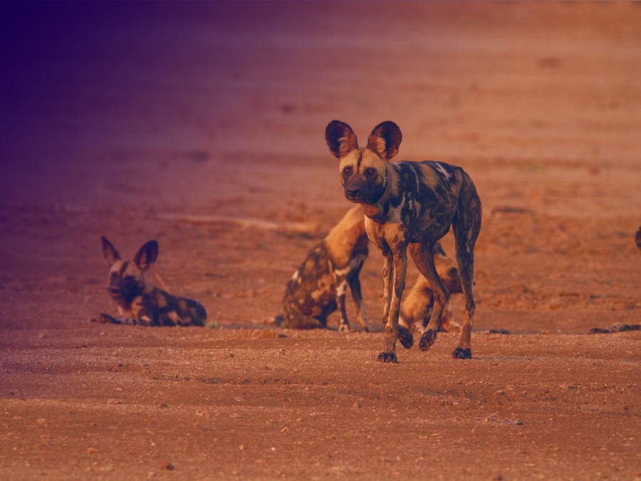 Wild Dogs: Running with the Pack - Apple TV (UK)