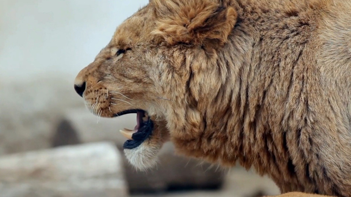 Serial Killer Creatures - The Unxplained (Series 4, Episode 6) - Apple ...