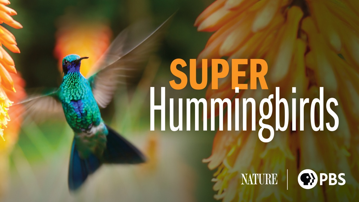 Super Hummingbirds - Apple TV