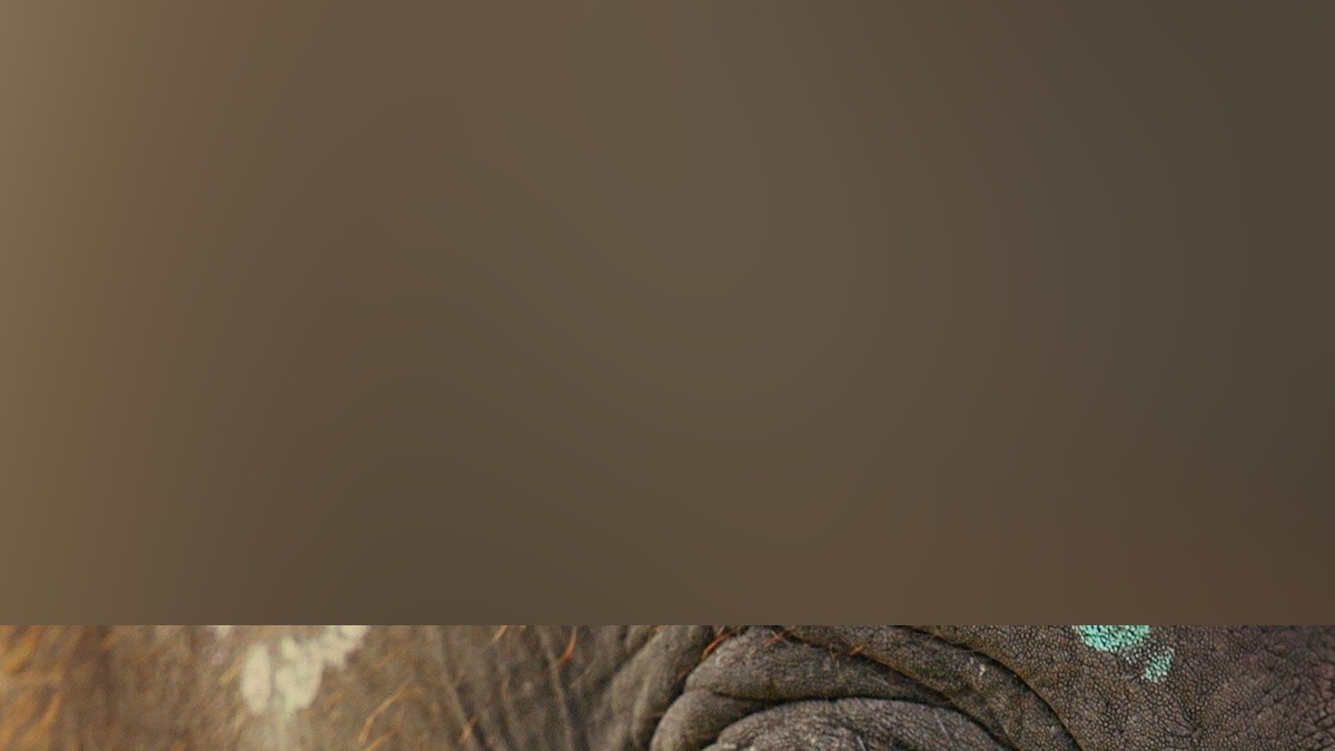 ‎Nuestro bebé elefante - Apple TV