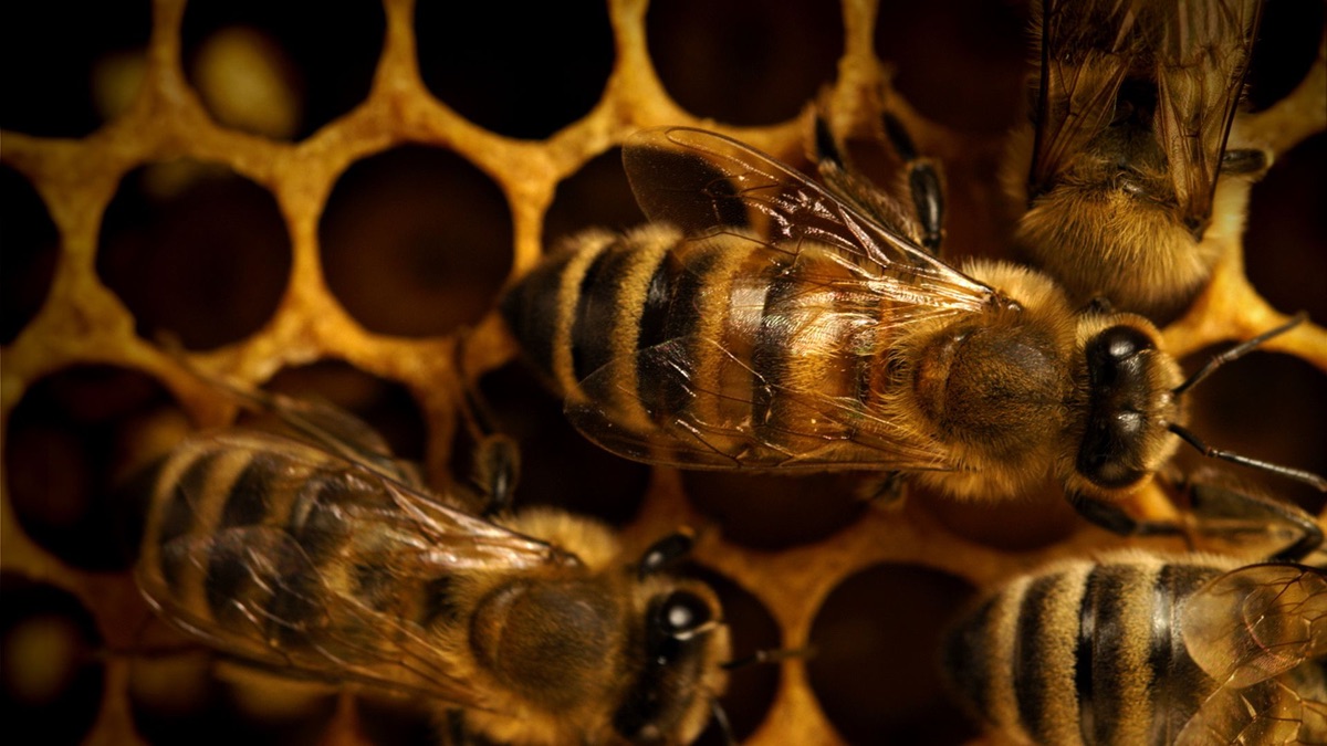 A Bee's Diary - Apple TV (UK)