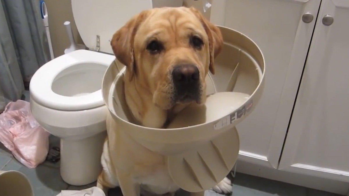 Cats vs. Dogs, Part 2 - Animals Unscripted - Apple TV (UK)