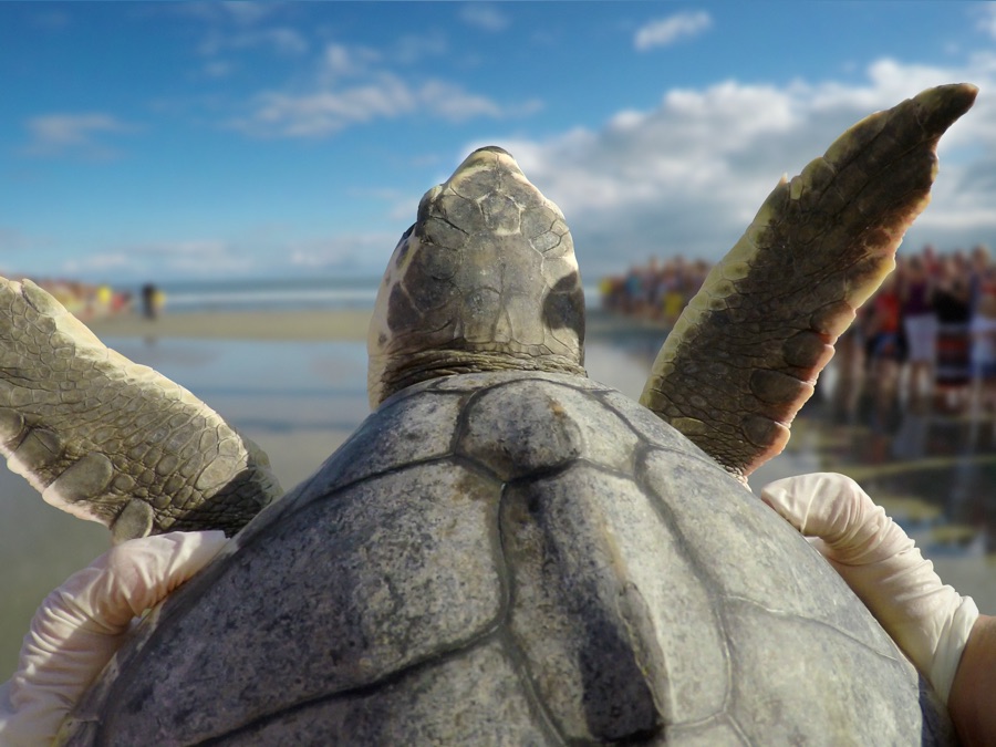 Sea Turtle Rescue - Apple TV