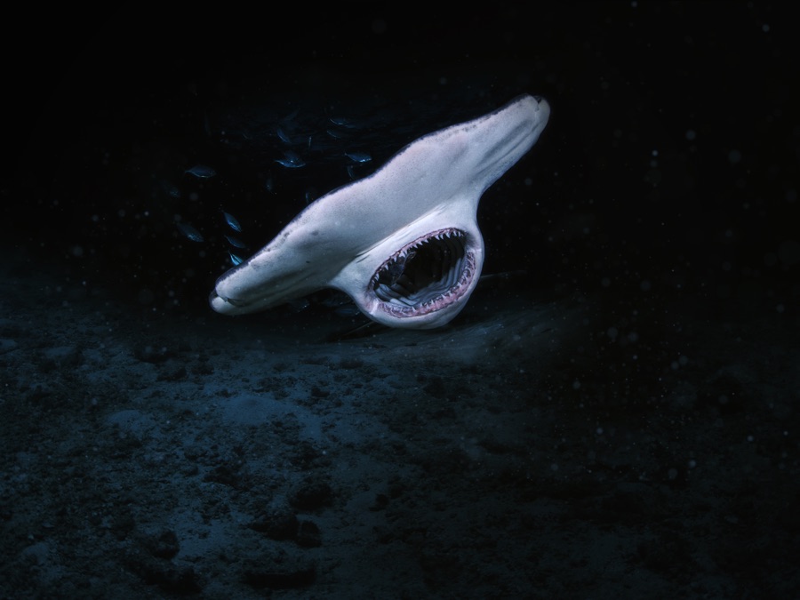 When Sharks Attack... And Why - Apple TV (AU)