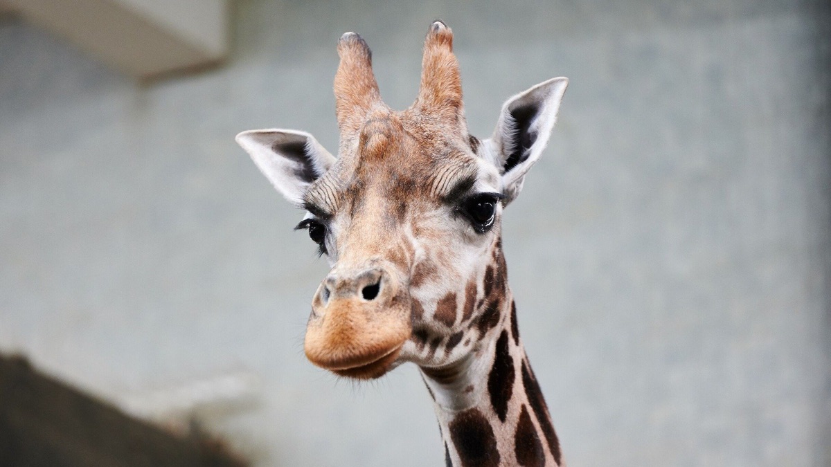 ‎One Night In London Zoo - One Night In... (Series 2, Episode 3 ...
