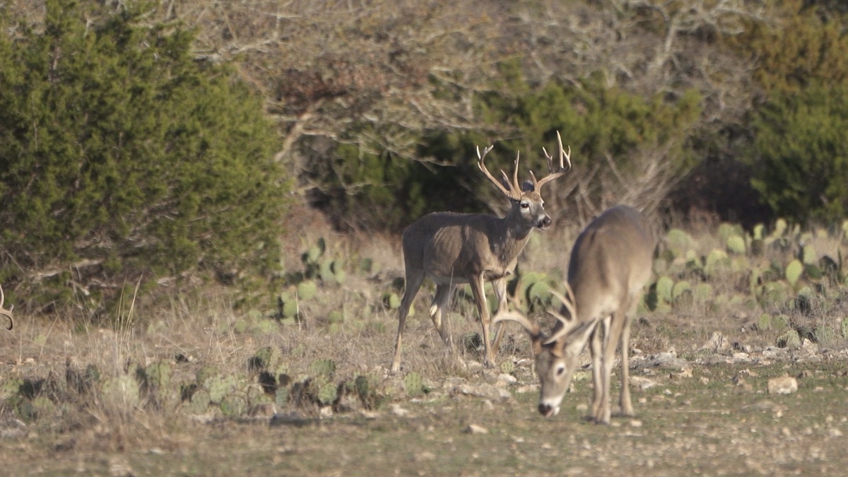 Bo's First Buck and a Proud Grandpa - The Bucks of Tecomate (Season 13 ...