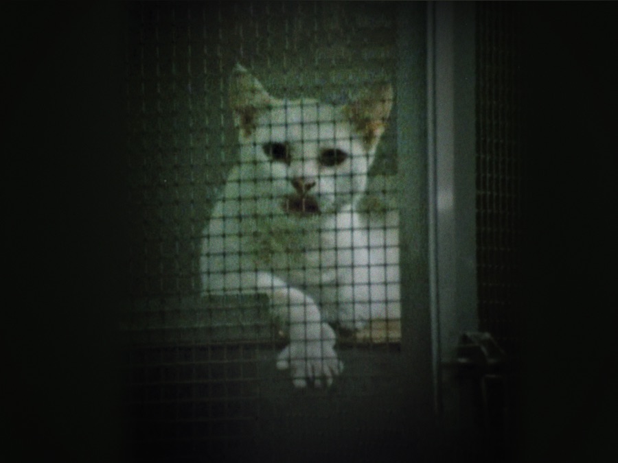 The Animals Film - Apple TV