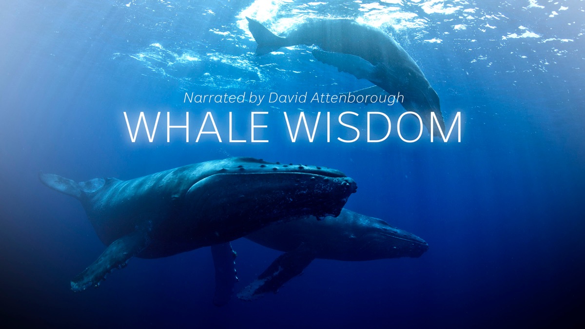 Blue Whale Clip David Attenborough