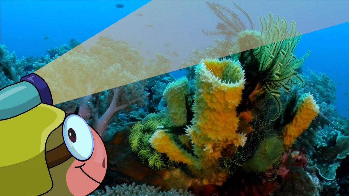 Starling Shapes - My Animal Friends Underwater (Season 1, Episode 4 ...