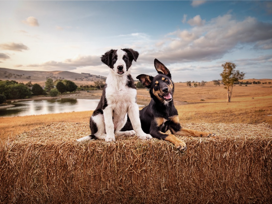 Muster Dogs - Apple TV