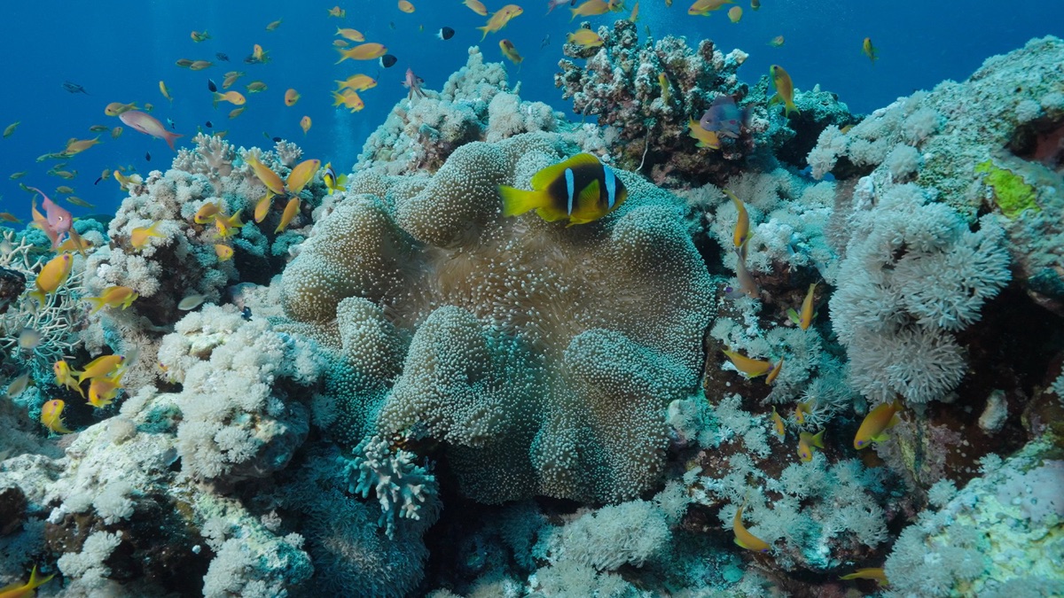 Les îles Chagos, un archipel protégé - Apple TV (FR)