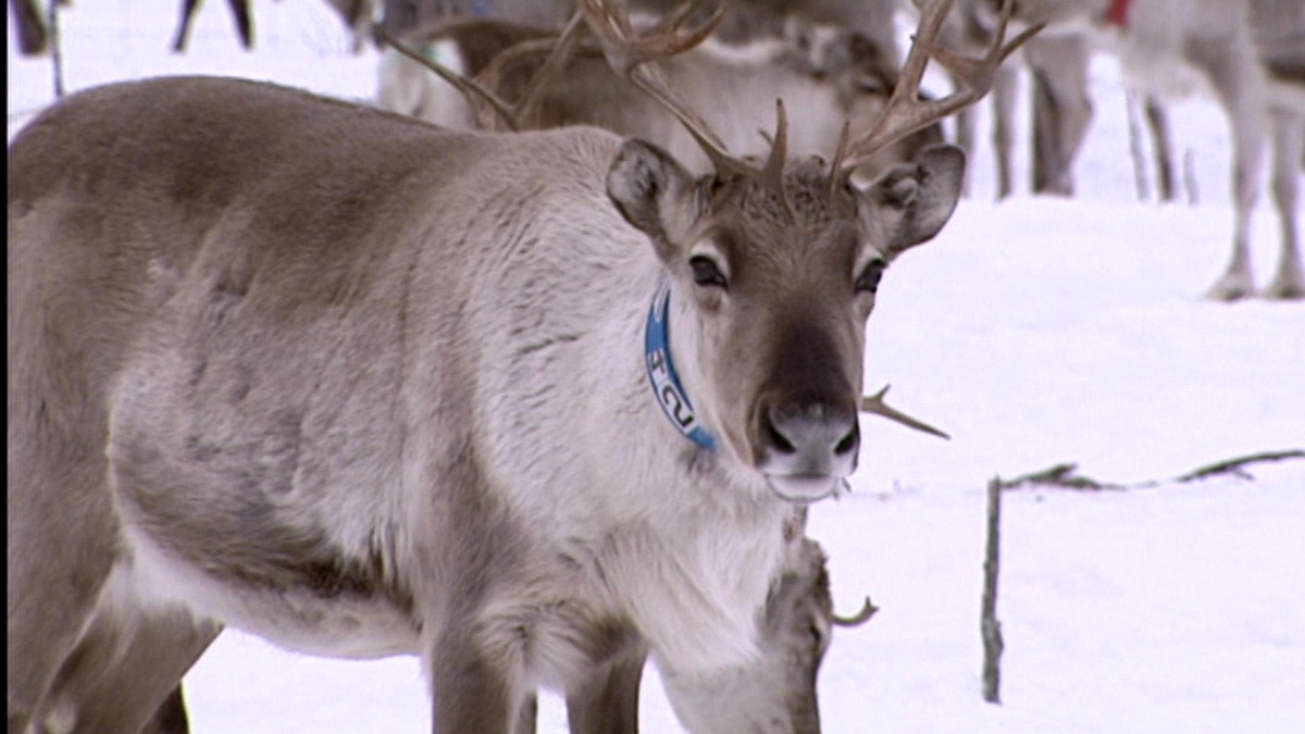 Der Rentier-Treck - 360° Reportage (Staffel 2000, Folge 34) - Apple TV (DE)