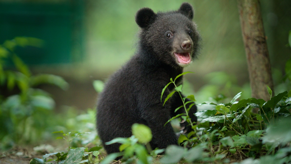 ‎Watch The Moon Bear Cub - Born to Be Wild (Series 1, Episode 1 ...