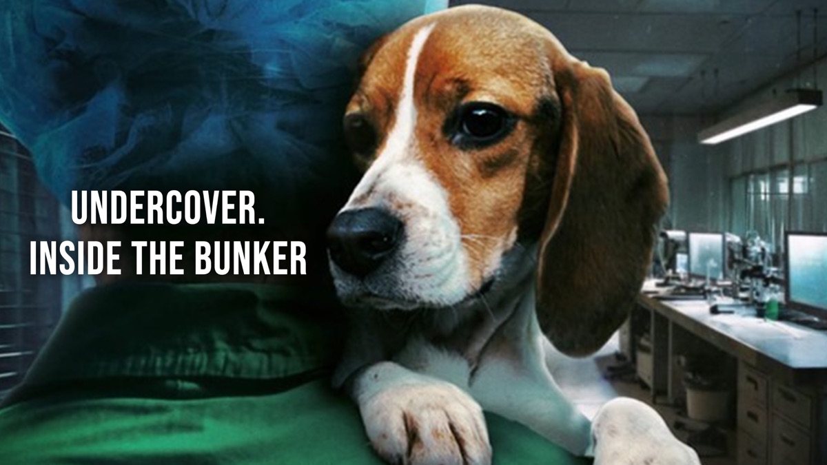 ‎Undercover. Inside the bunker - Apple TV