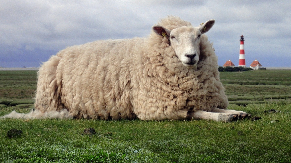 Animals that Changed History - Apple TV (UK)