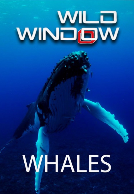 Wild Window: Whales - Apple TV