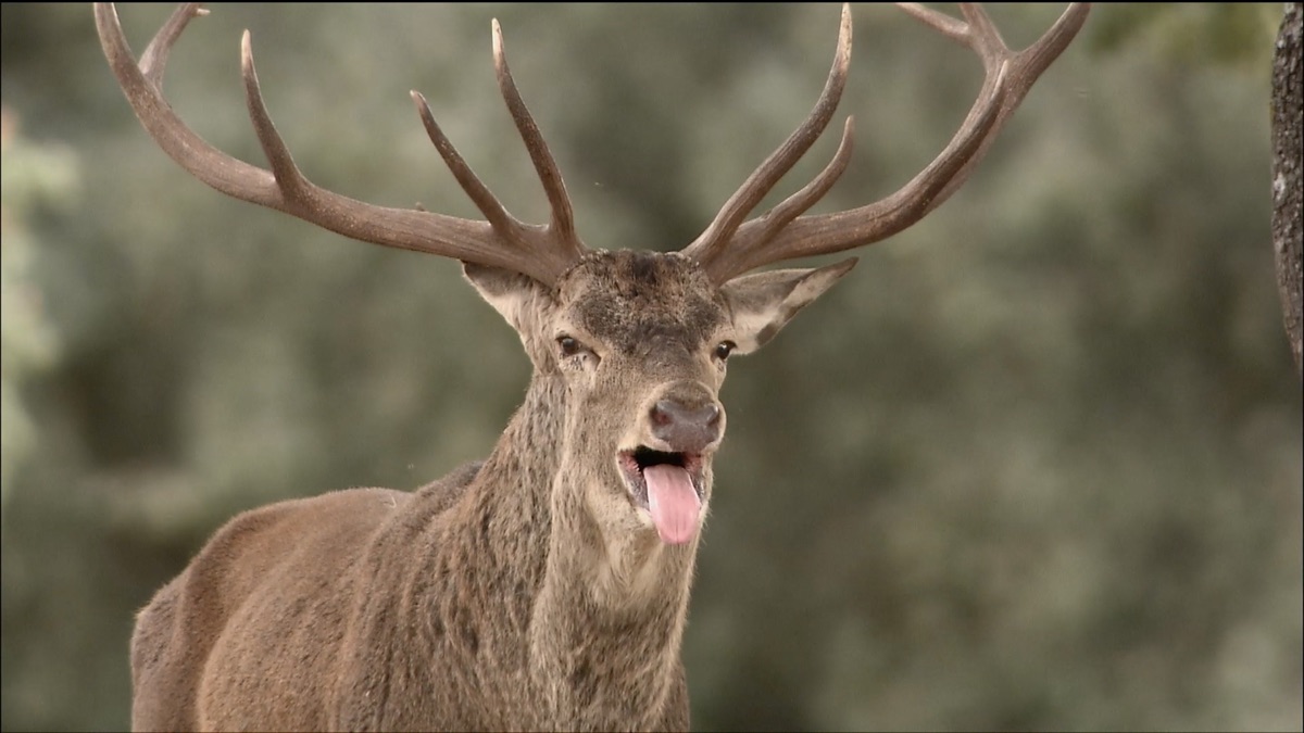 ‎Fruta de Otoño - Menú Salvaje (Series 1, Episode 16) - Apple TV (CL)