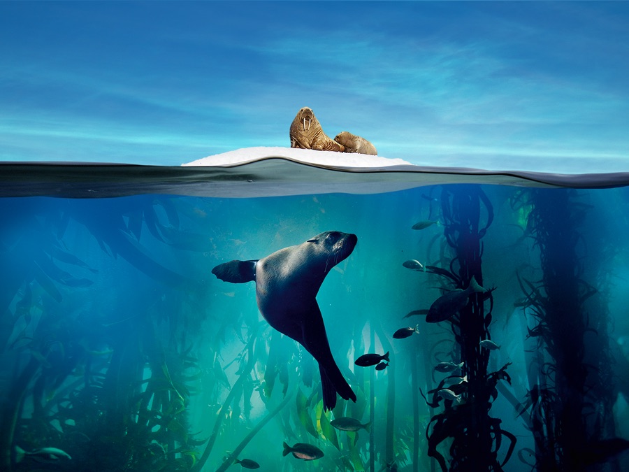 Blue Planet - Apple TV (AU)