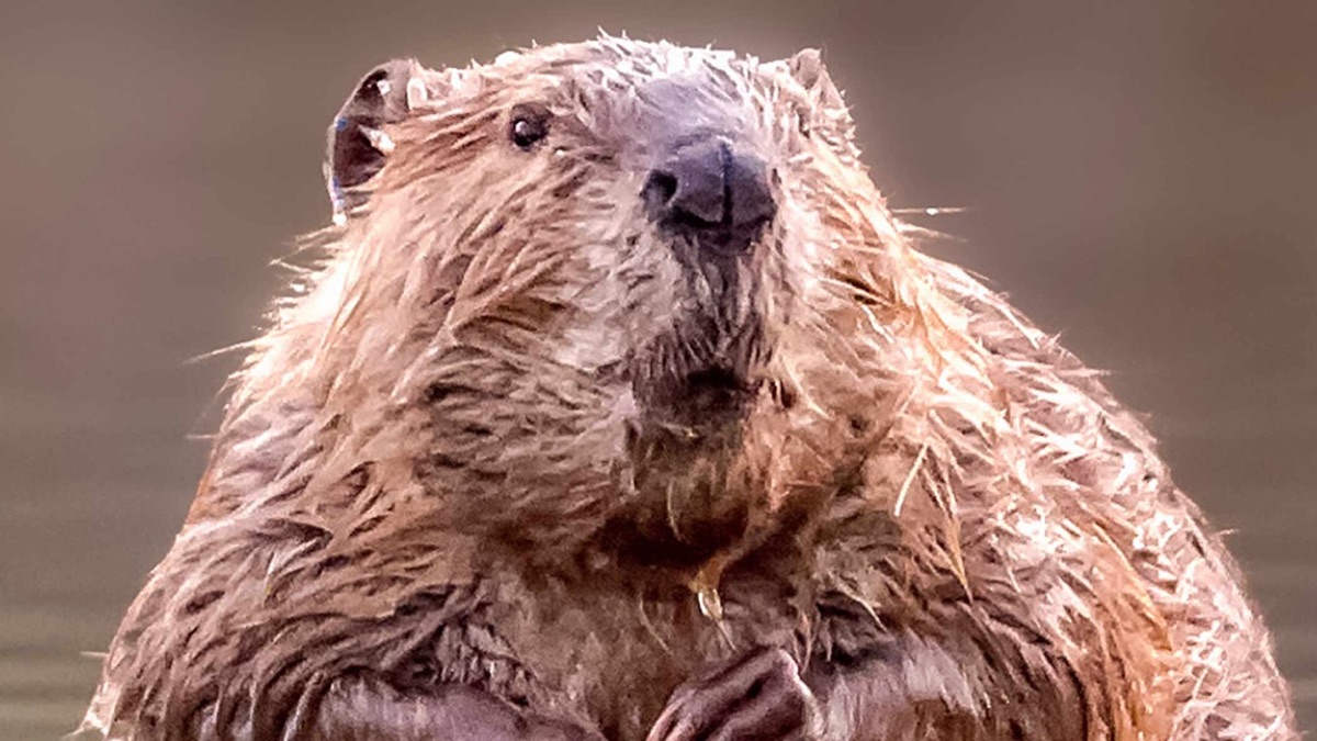 Nature Watching: How to Find and Observe Wildlife - Apple TV