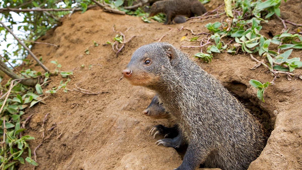 Episode 2 – Banded Brothers: The Mongoose Mob (Season 1, Episode 2 ...
