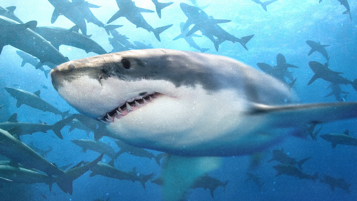 Sharks: Predator of the Deep - Apple TV