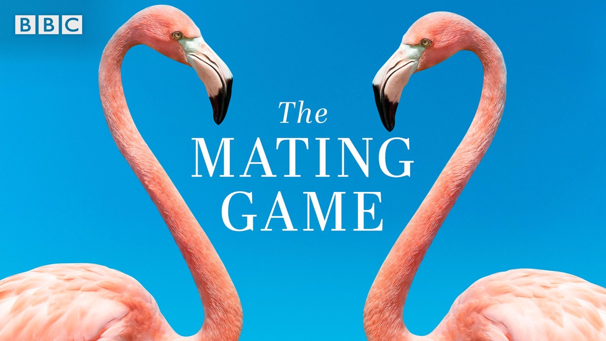 ‎The Mating Game - Apple TV