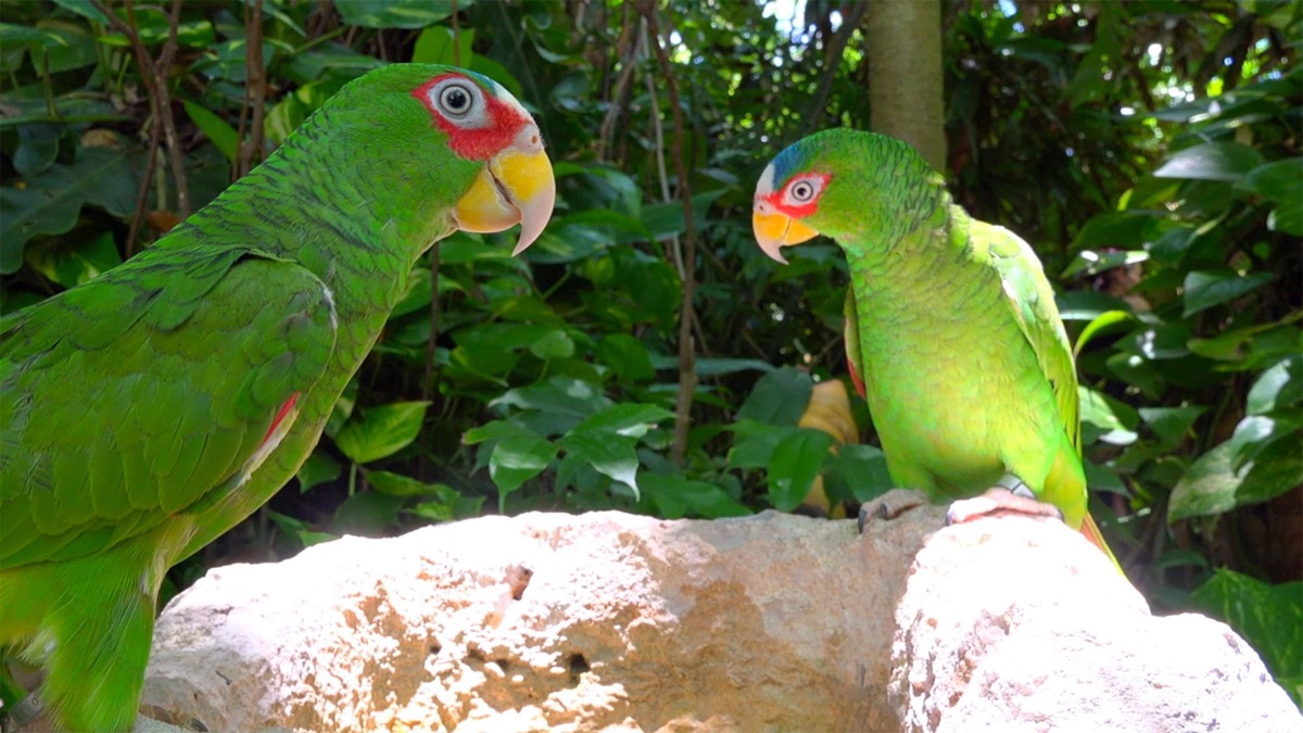 Our Nature: Call of the Wild - Apple TV