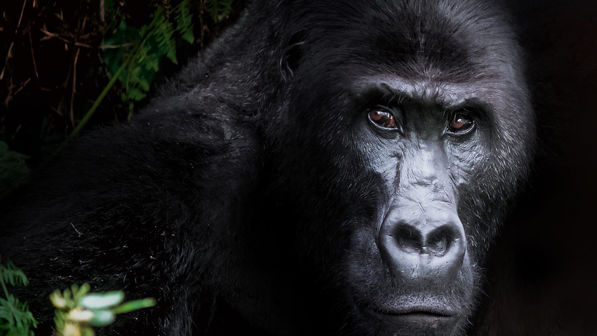 Silverback - Apple TV