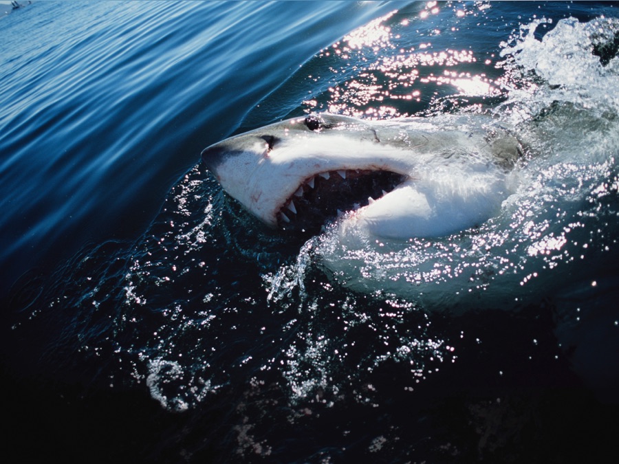 Tiburón: terror en las profundidades - Apple TV (ES)