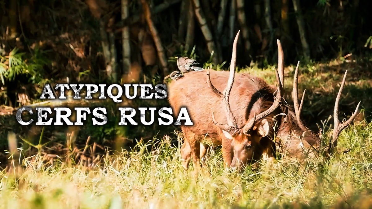 Atypiques cerfs rusa - Apple TV (FR)