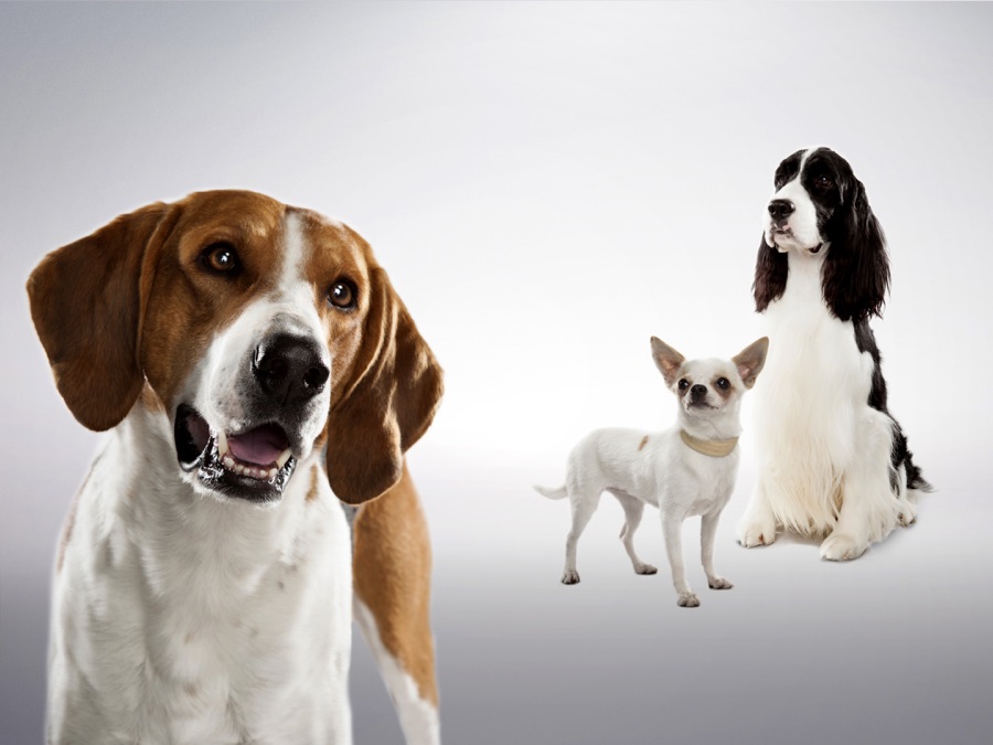 Dogs 101 - Apple TV (CA)