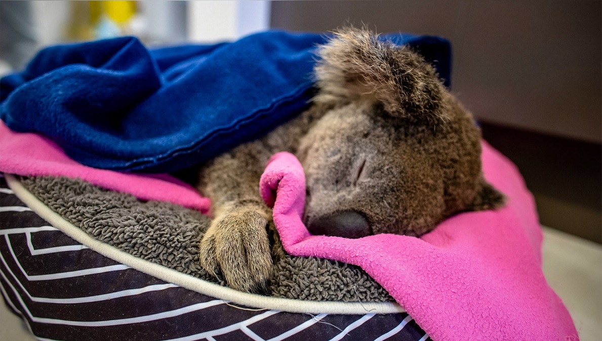 Bear - Koala Hero - Bear - Koala Hero - Apple TV (AU)