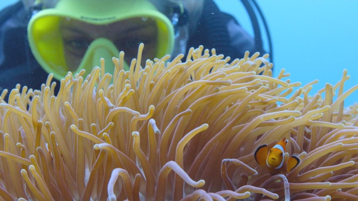 Ver Un vistazo a las Pequeñas maravillas: Arrecife de coral - Apple TV+ ...