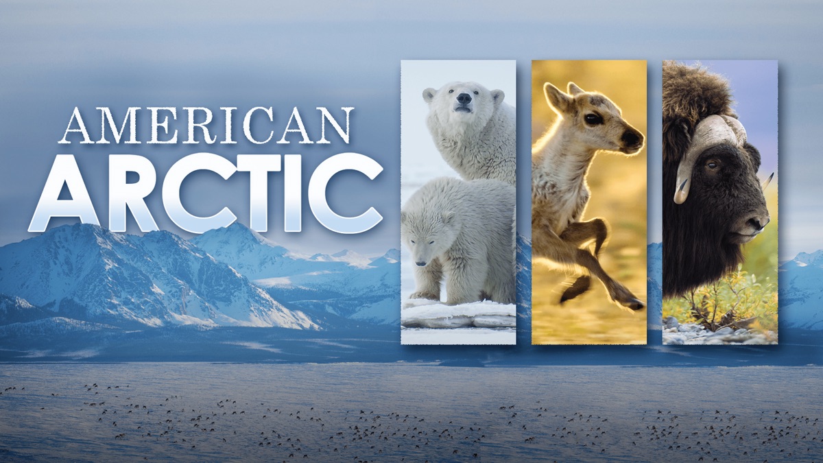 American Arctic - Apple TV