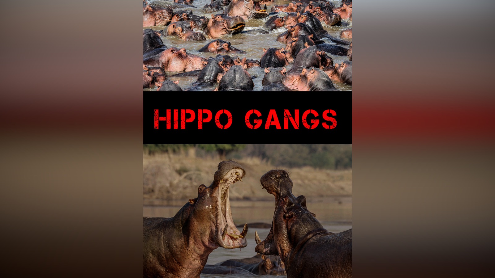 Hippo Gangs on Apple TV
