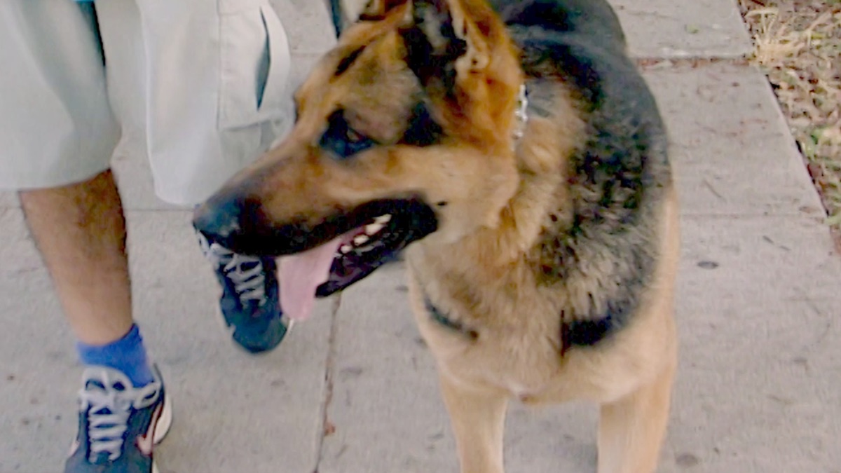 Goldie and Pepsi - Dog Whisperer (Season 1, Episode 20) - Apple TV