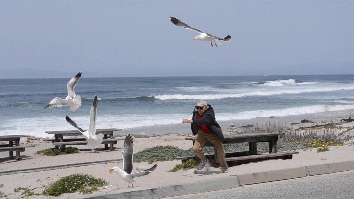 How To Clip a Mockingbird - Animals Unscripted - Apple TV (UK)