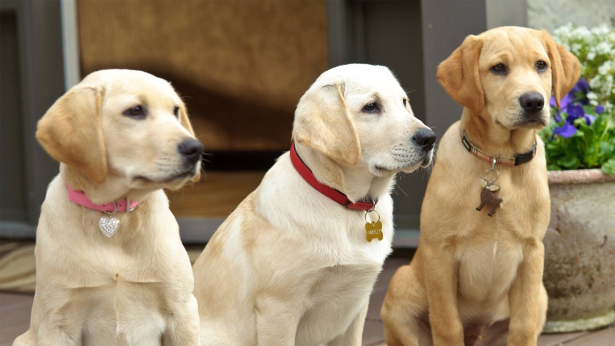 Marley & Me: The Puppy Years - Apple TV