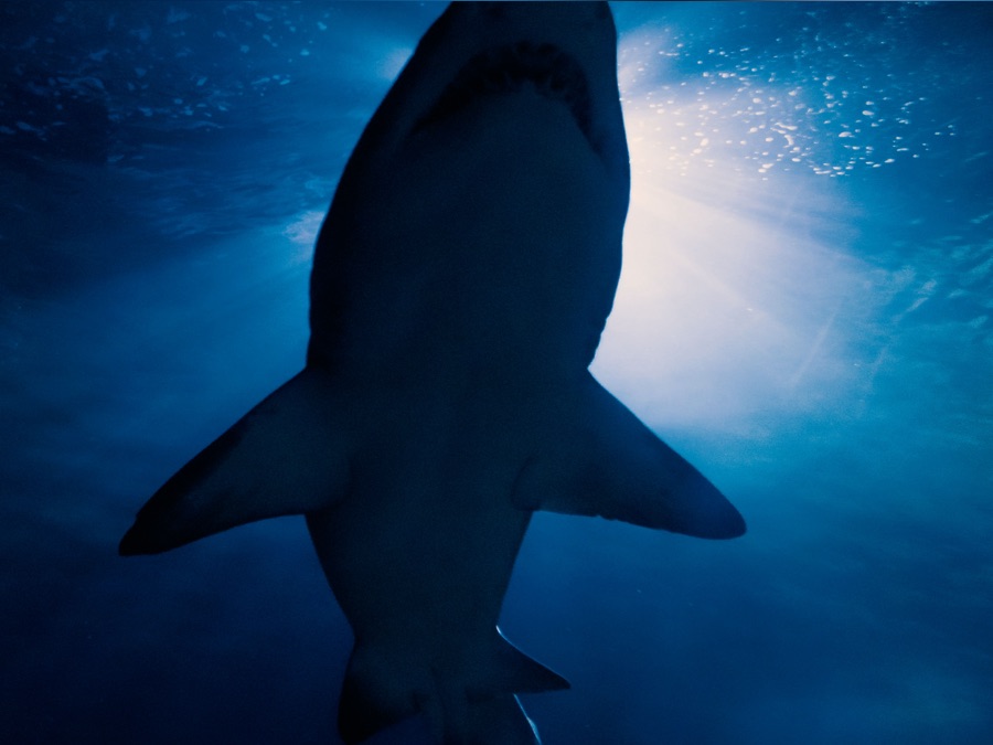 Sharks: The Big Five - Apple TV