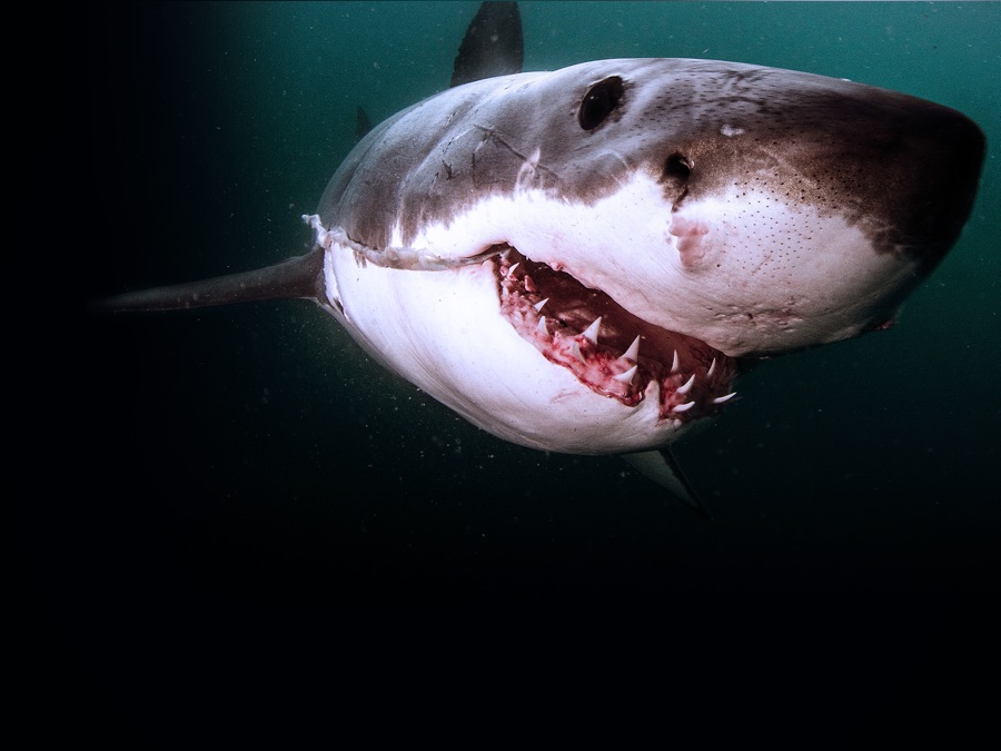 Great Shark Chow Down | Apple TV