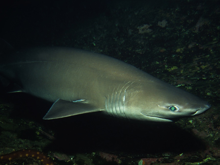 Alien Sharks: First Contact - Apple TV (UK)