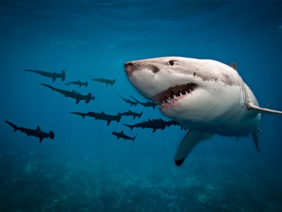 Shark Man with Riley Elliott - Apple TV (UK)