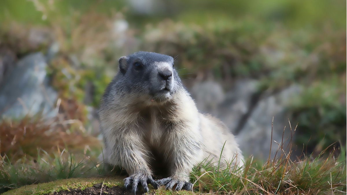 From the Mediterranean to the Alps - Wild & Wide Awake (Series 1 ...