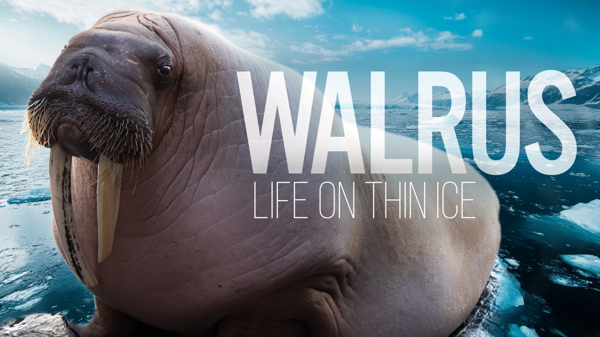 ‎Walrus: Life on Thin Ice - Apple TV