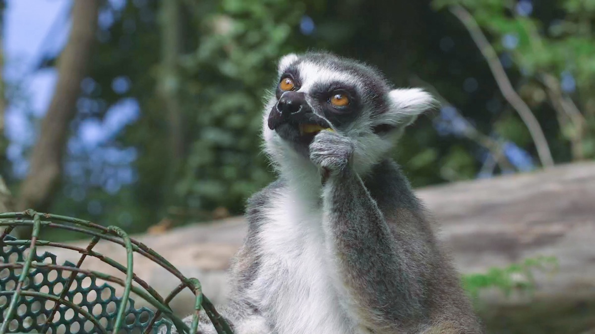 Lemur Stink Fight - Milkshake! Tales From The Zoo (Series 1, Episode 14 ...
