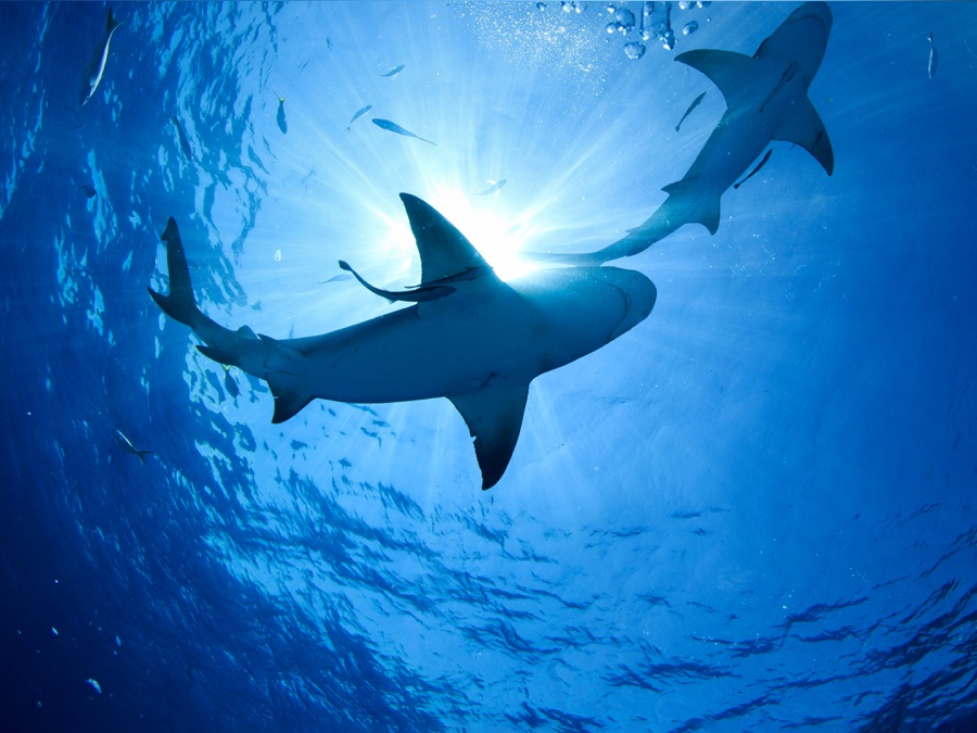 Great White Shark Babies - Apple TV