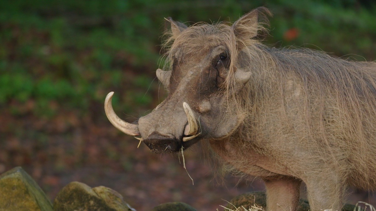 Salto de gigante para los rinocerontes - La Magia de Animal Kingdom de ...